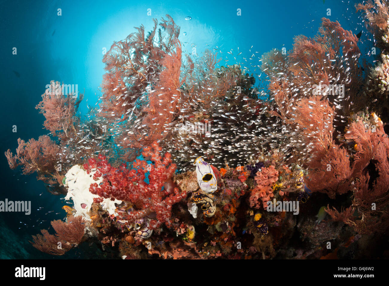Pygmy Sweepers surrounding Coral Reef, Parapriacanthus ransonneti, Raja ...