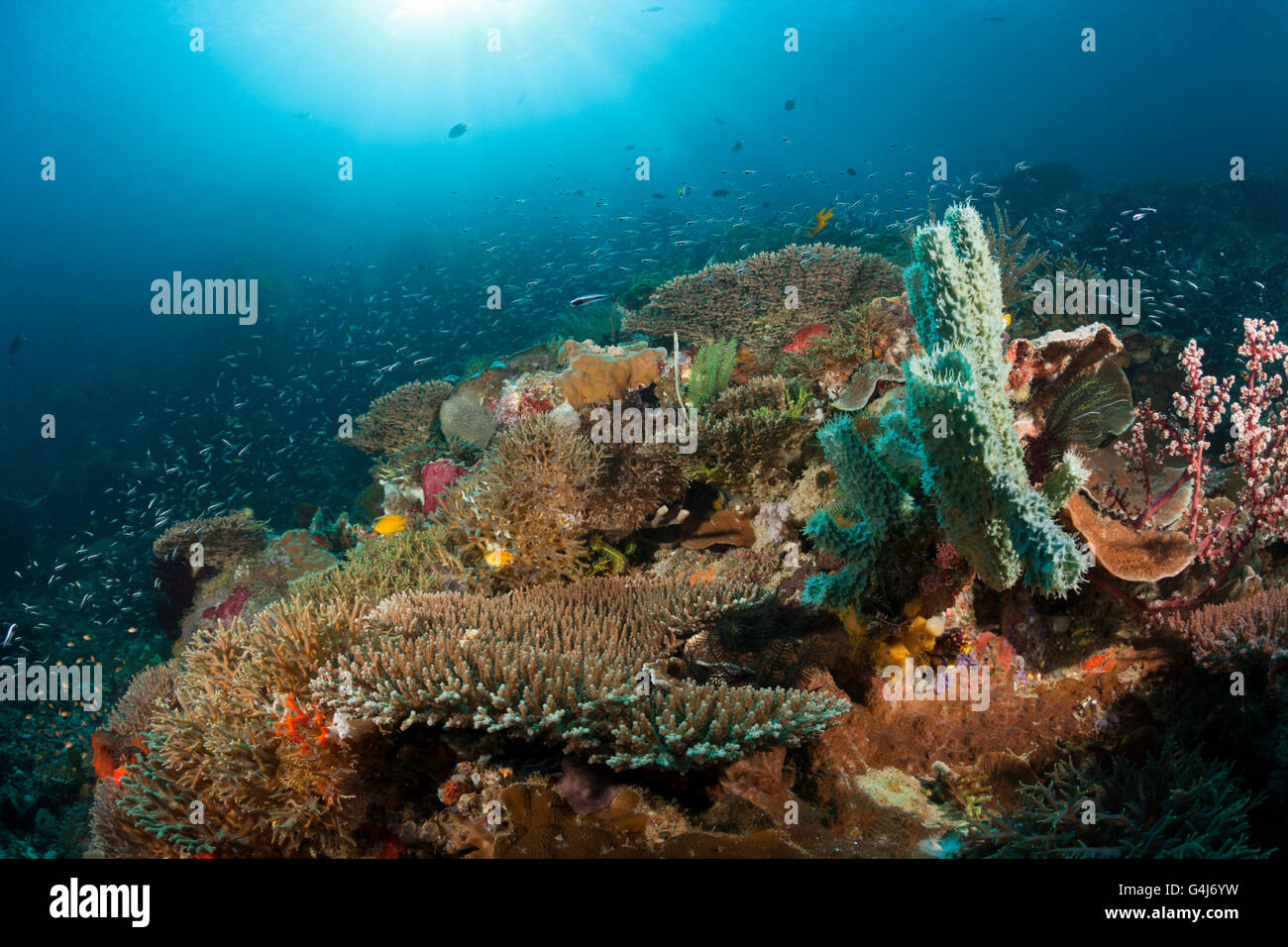 Colored Coral Reef, Raja Ampat, West Papua, Indonesia Stock Photo - Alamy