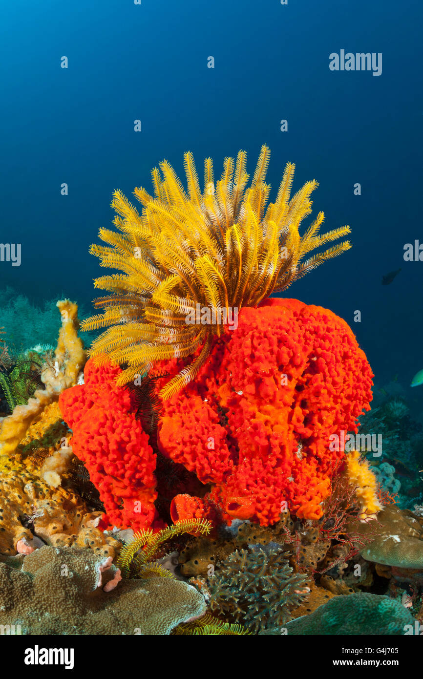 Crinoid on Red Sponge, Comanthina sp., Raja Ampat, West Papua ...