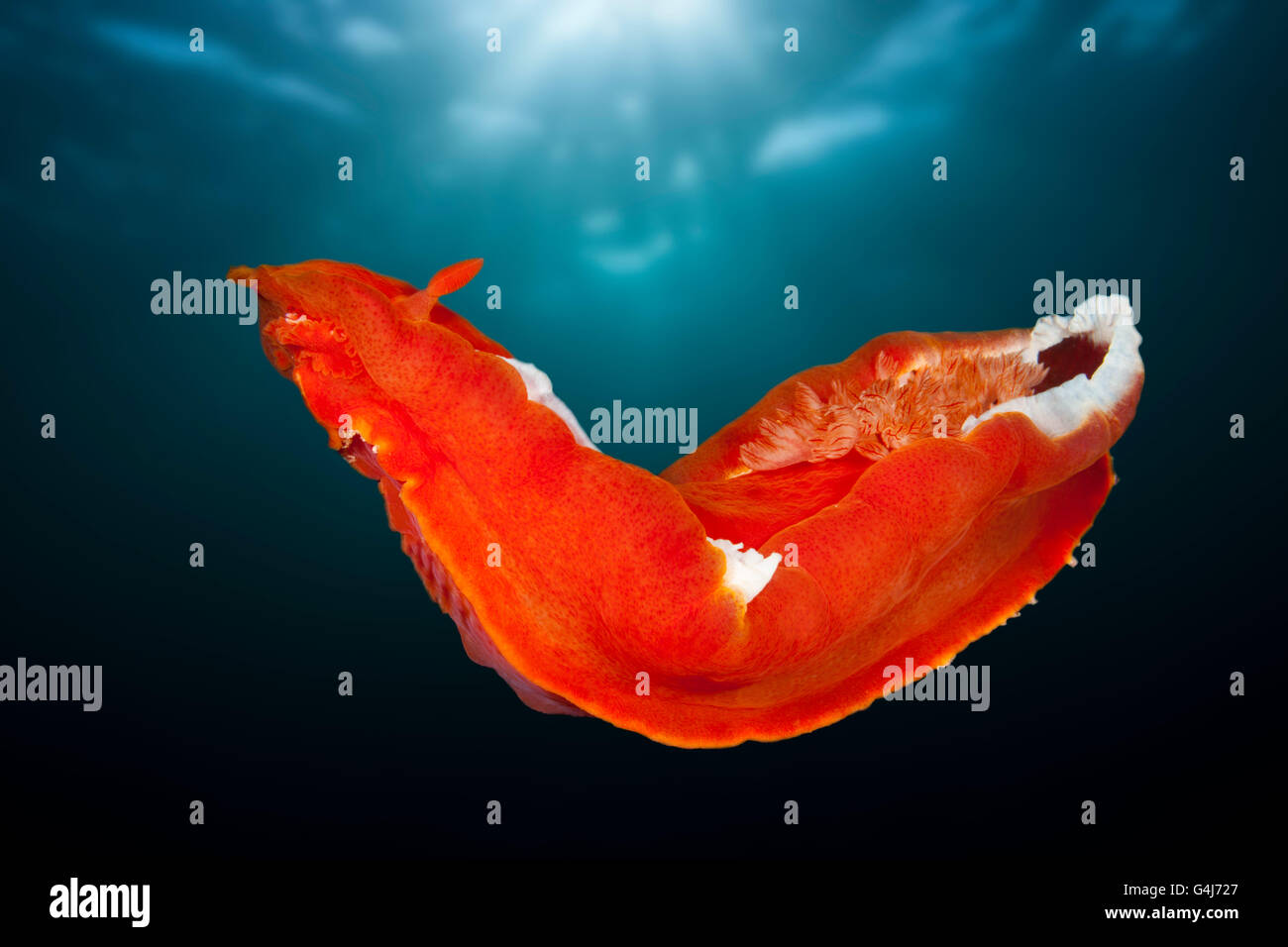 Spanish dancer slug hi-res stock photography and images - Alamy