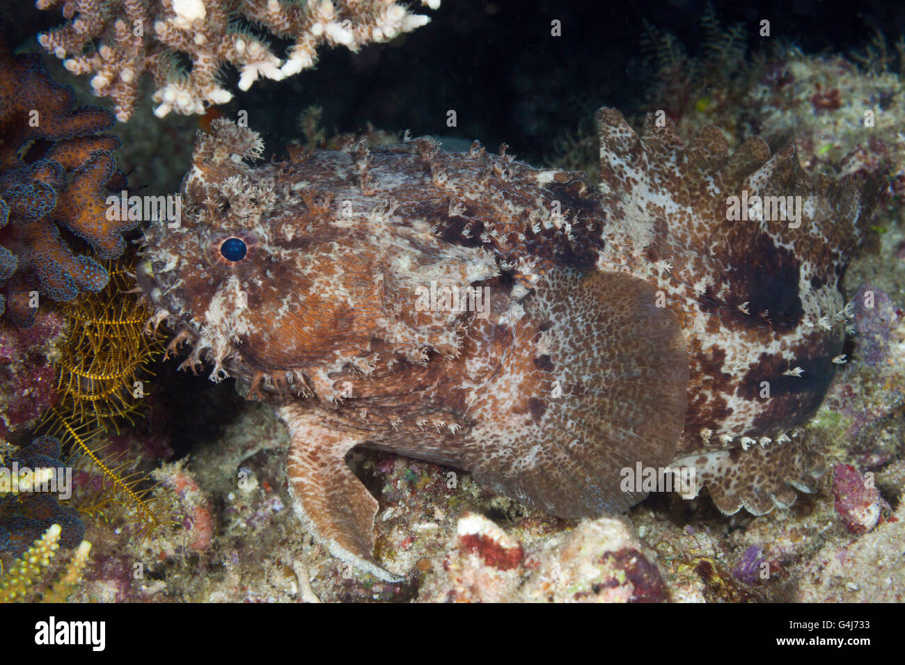 Toadfish hi-res stock photography and images - Alamy