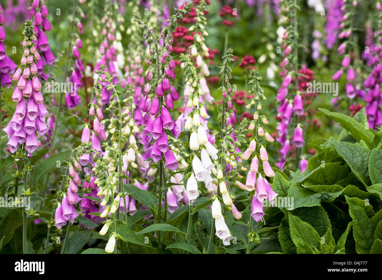 Digitalis purpurea. Common foxglove spikes in an English garden Stock ...