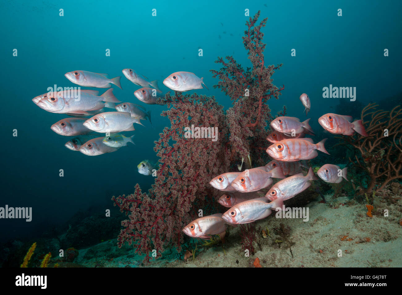 Shoal of Crescent-tail Bigeye, Priacanthus hamrur, Raja Ampat, West ...
