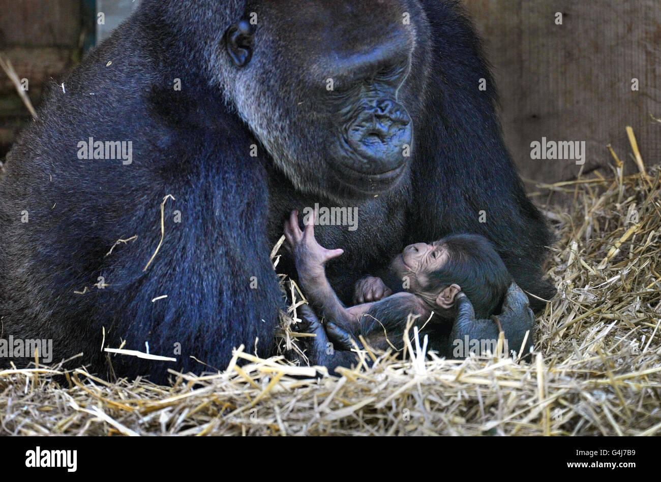 Bristol Zoo's newborn baby gorilla, which hasn't been named yet, with its mother Salome at ...