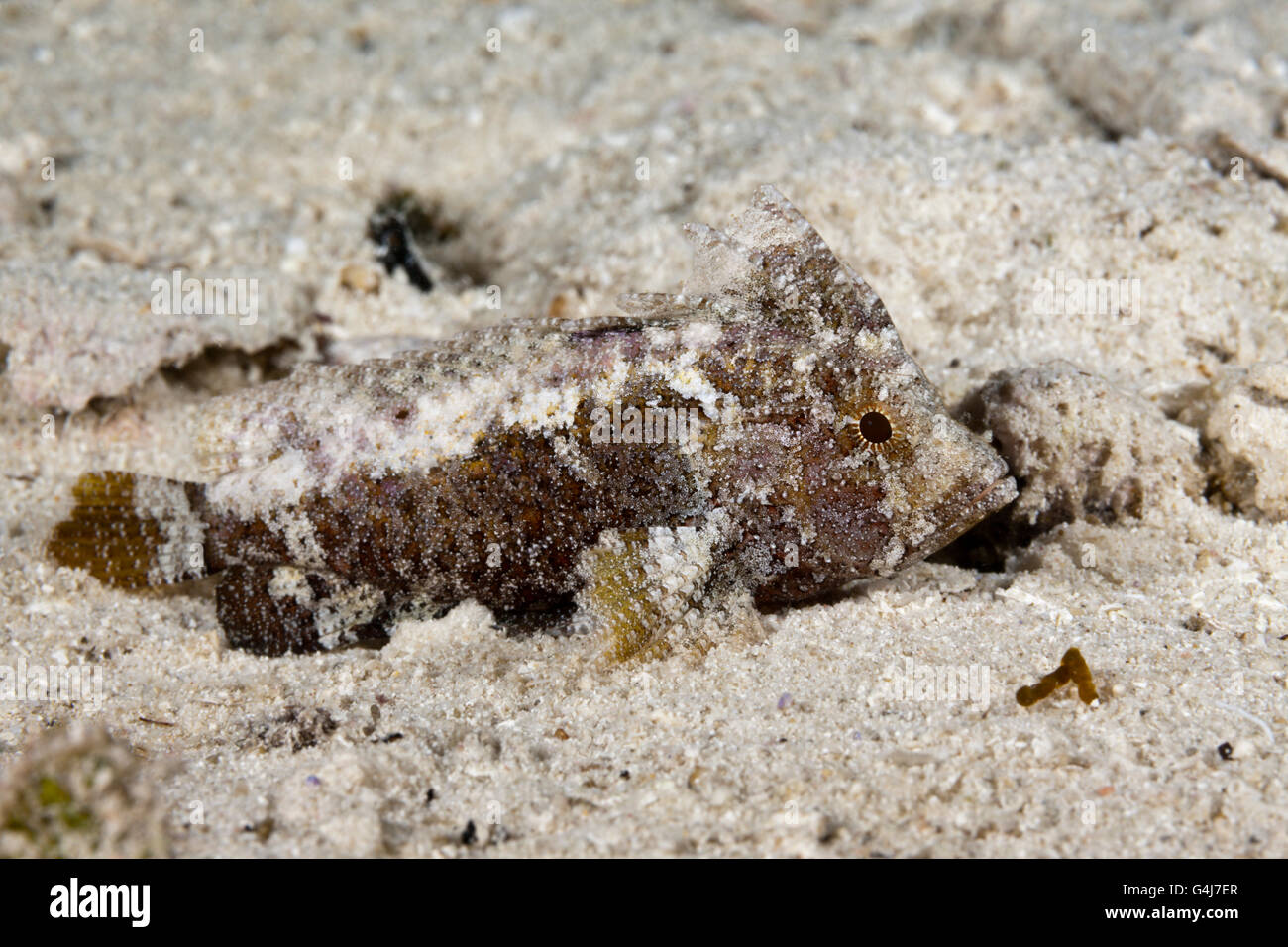 Whispy waspfish hi-res stock photography and images - Alamy