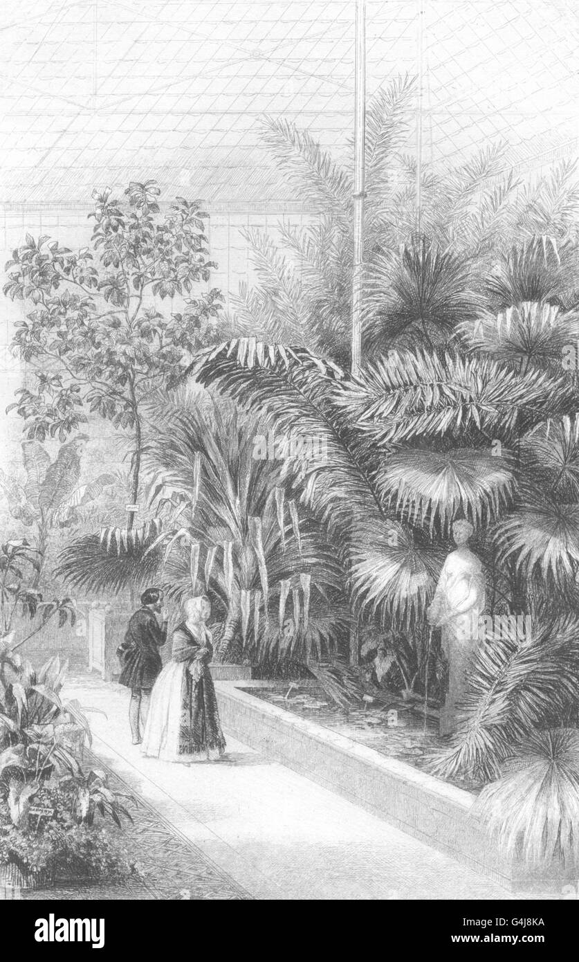 BOTANICALS: Plantes Tropicales, antique print 1852 Stock Photo - Alamy