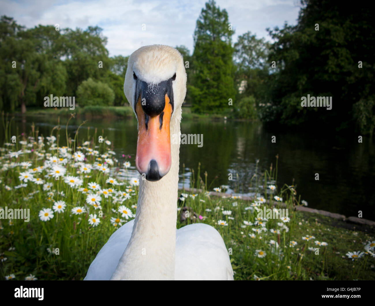 Portrait of a happy swan Stock Photo - Alamy