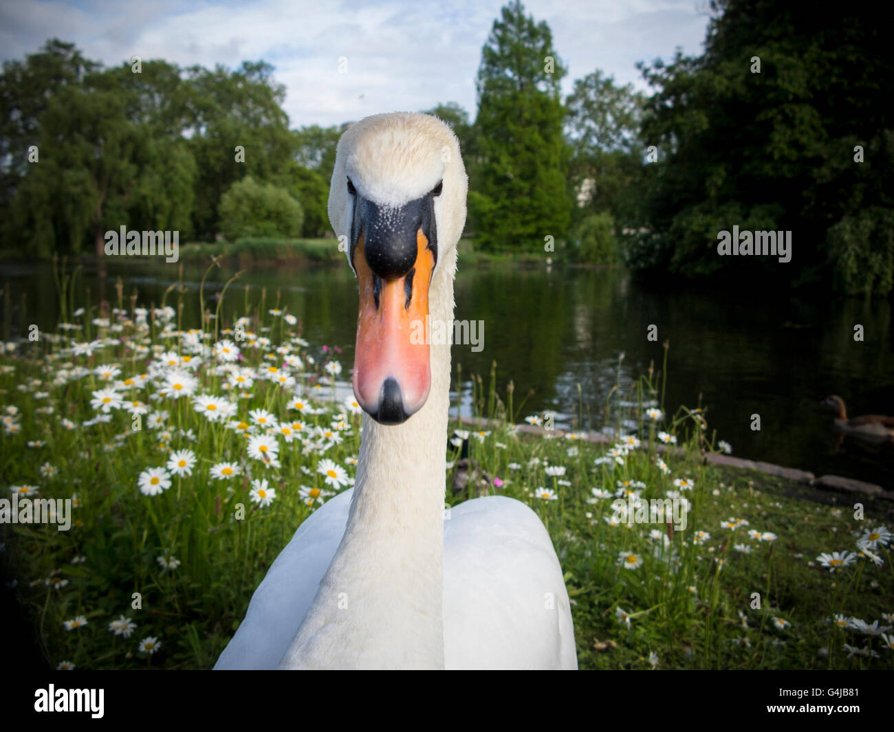 Happy swan hi-res stock photography and images - Alamy