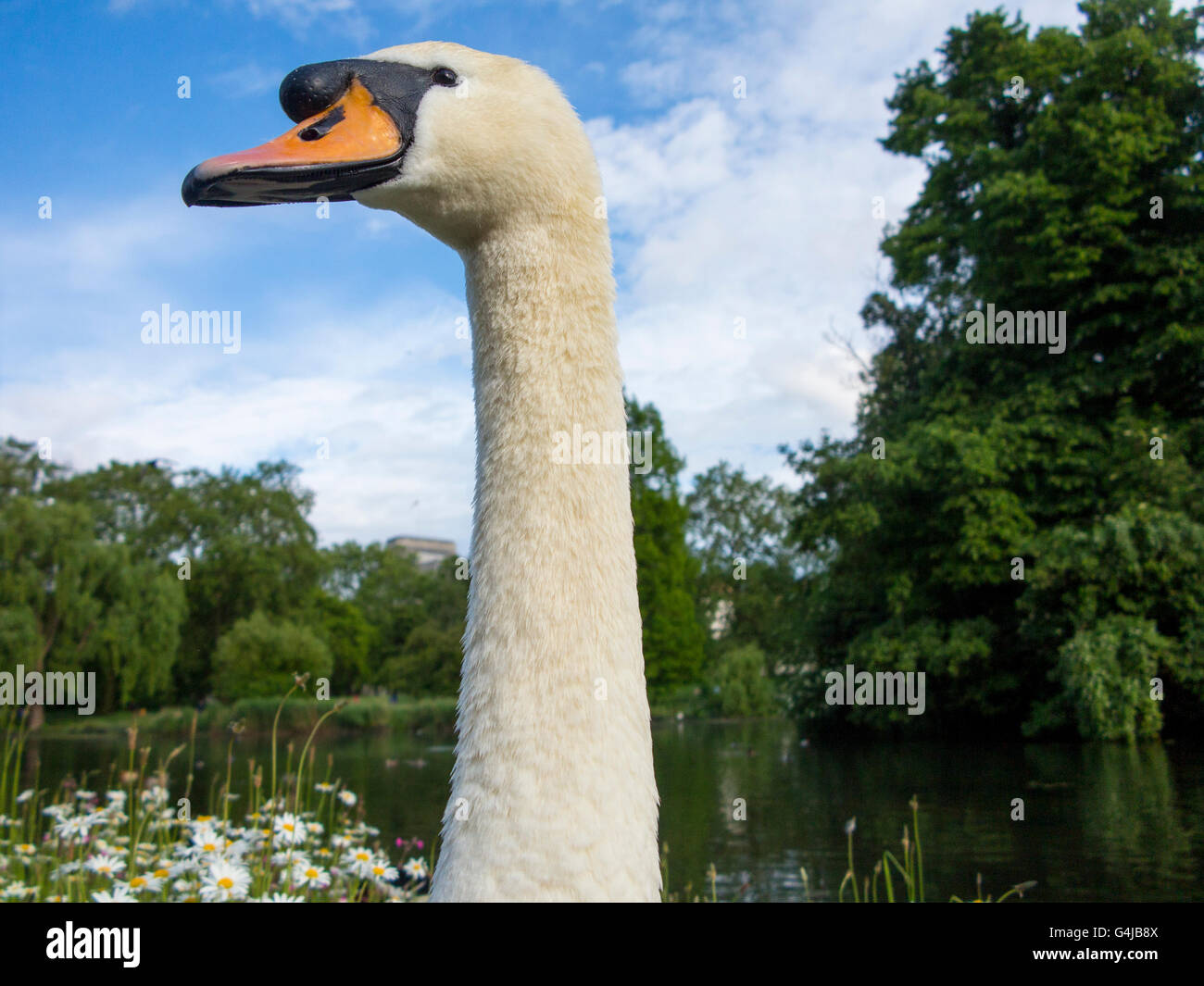Happy Swan High Resolution Stock Photography and Images - Alamy