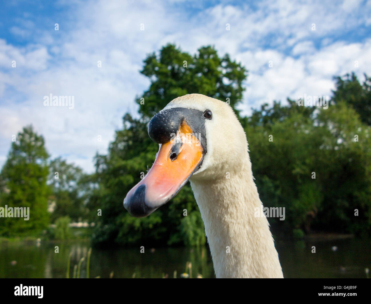 Portrait of a happy swan Stock Photo - Alamy