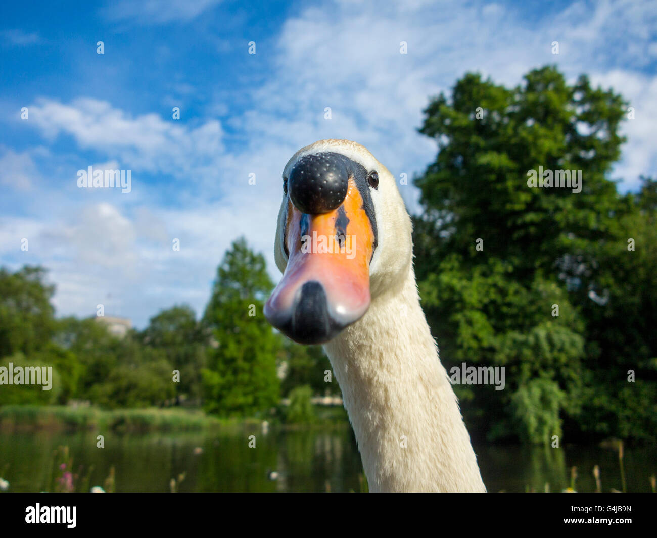 Portrait of a happy swan Stock Photo - Alamy