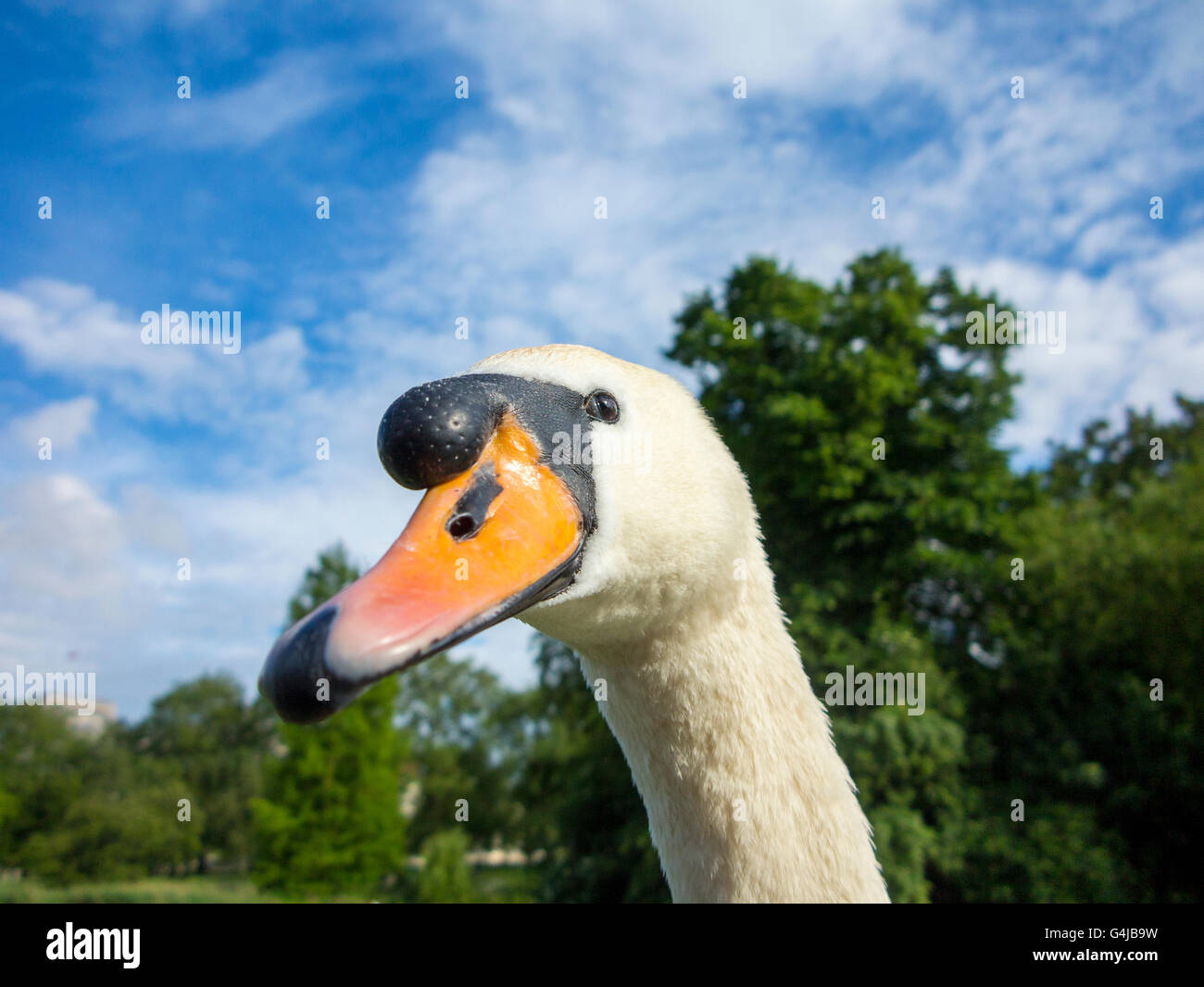Portrait of a happy swan Stock Photo - Alamy