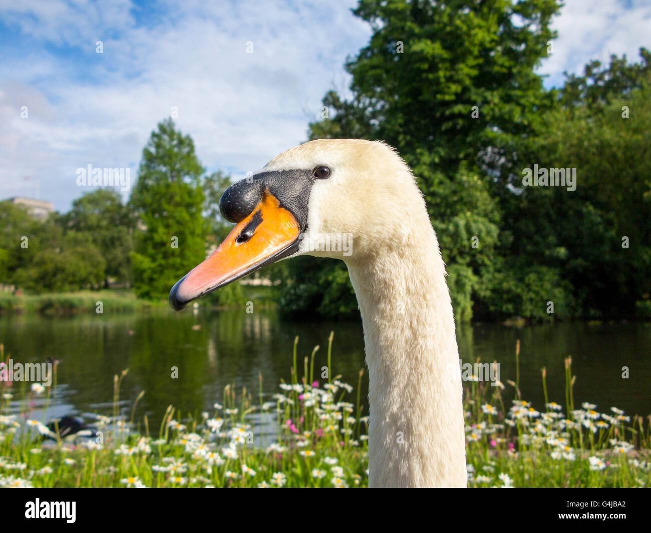 Portrait of a happy swan Stock Photo - Alamy