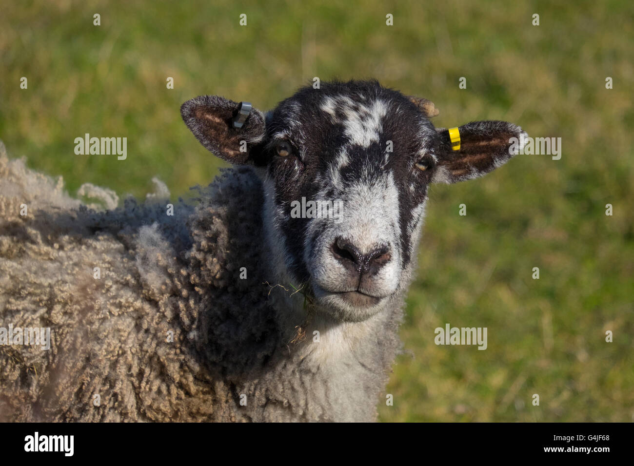 Looking at animal hi-res stock photography and images - Alamy