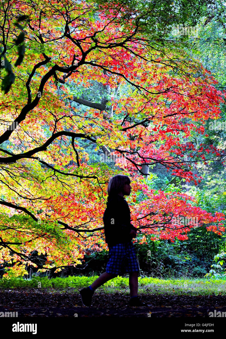 A person walks past the trees at Westonbirt Arboretum, near Tetbury ...