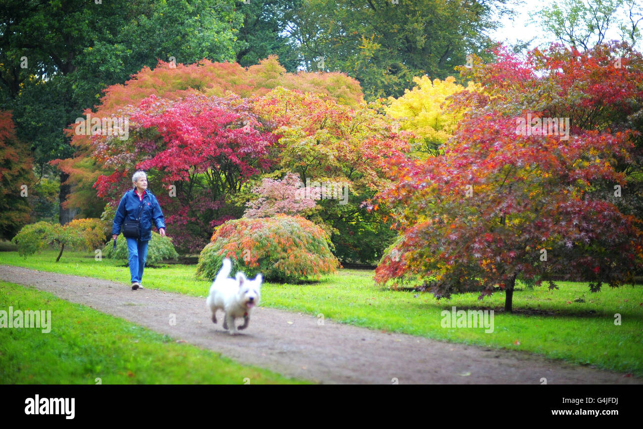 A dogwalker pass trees at Westonbirt Arboretum, near Tetbury ...