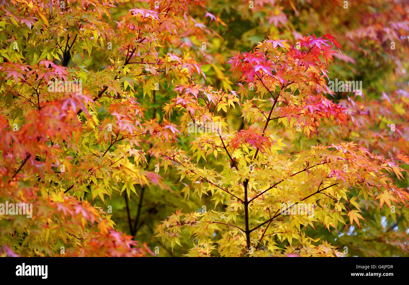 Leaves on the trees at Westonbirt Arboretum, near Tetbury ...