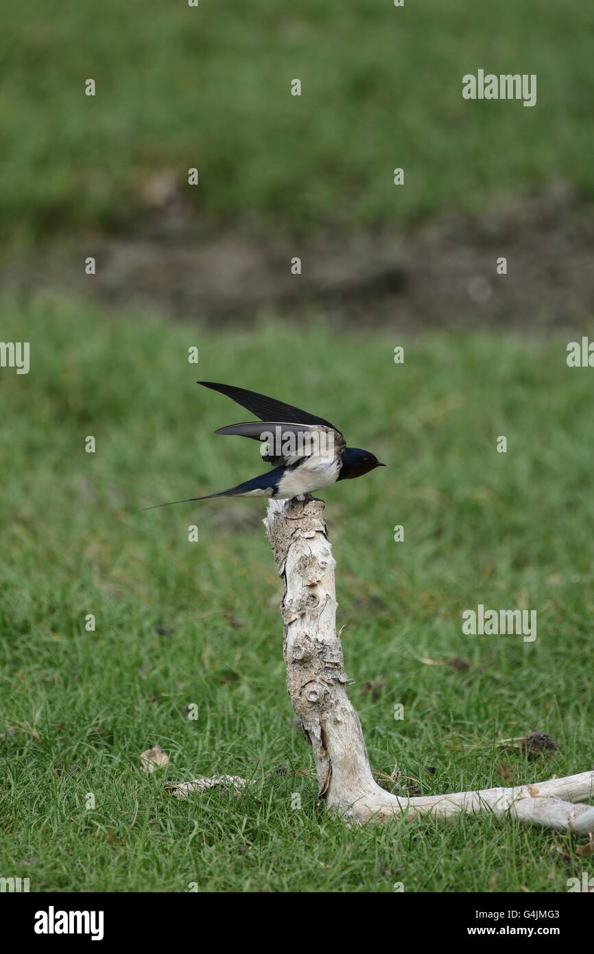 Barn Swallow. Just about to fly away Stock Photo - Alamy