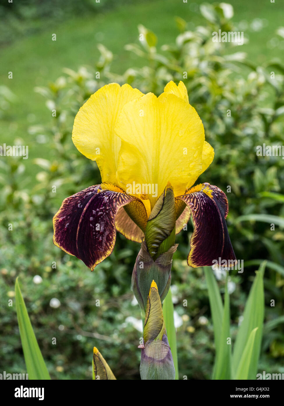 Bearded iris rajah hi-res stock photography and images - Alamy