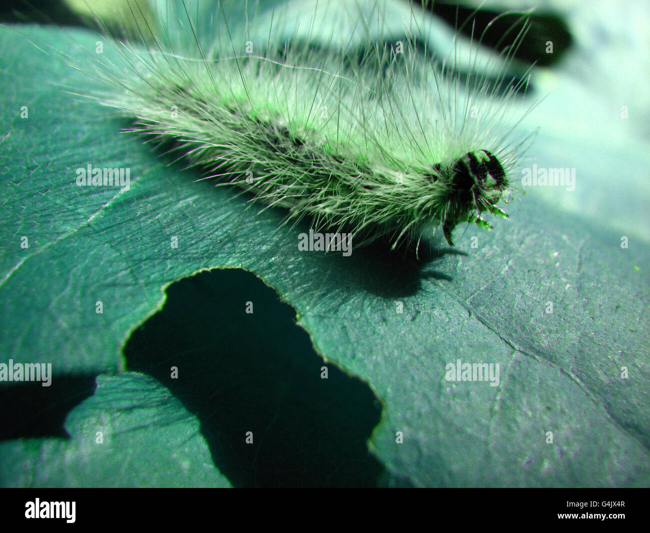 Fluffy caterpillars hi-res stock photography and images - Alamy