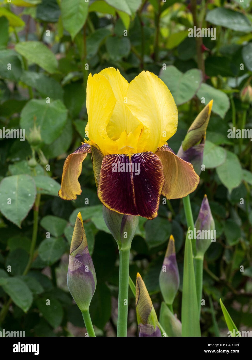 Yellow brown iris hi-res stock photography and images - Alamy