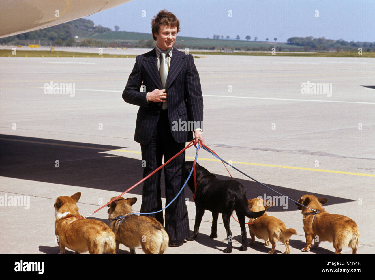 A group of Royal Corgis and a Labrador are led towards an aircraft of ...