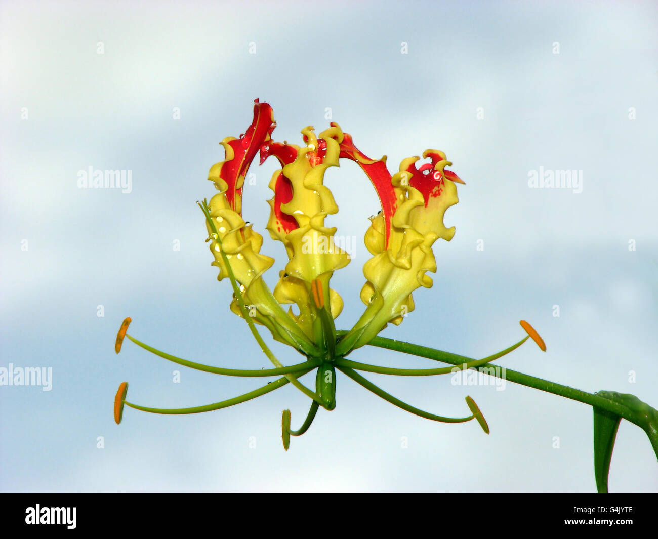 A species of flower called as fire flower of flames flower Stock Photo ...