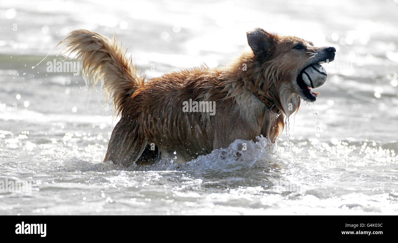 Louis the dog takes to the water to cool off at Dollymound strand in ...