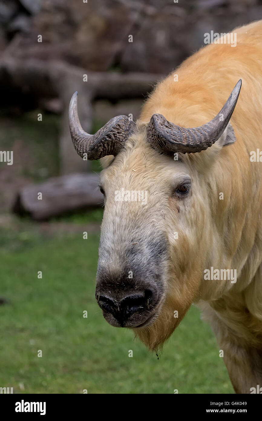 The tibetan or sichuan takin hi-res stock photography and images - Alamy