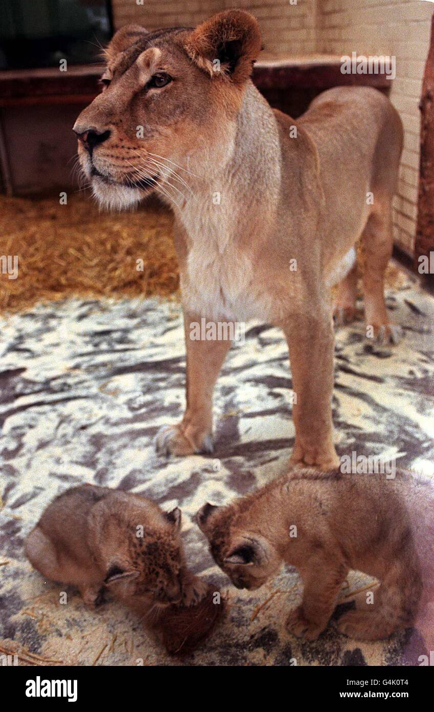 ANIMALS Lion cubs2 Stock Photo - Alamy