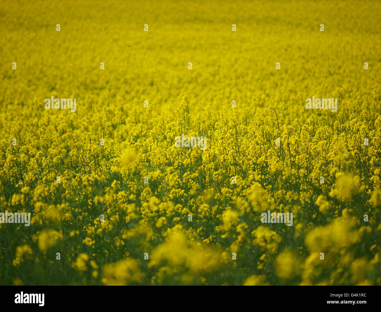 rapeseed field with yellow flowers Stock Photo - Alamy