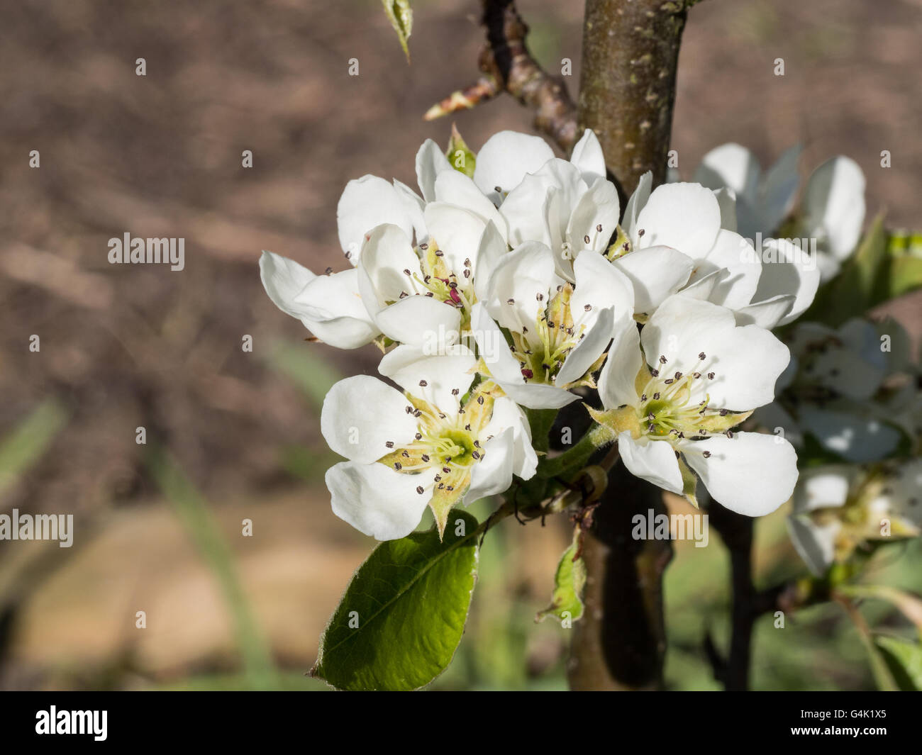 Pear fruit flowers hi-res stock photography and images - Alamy