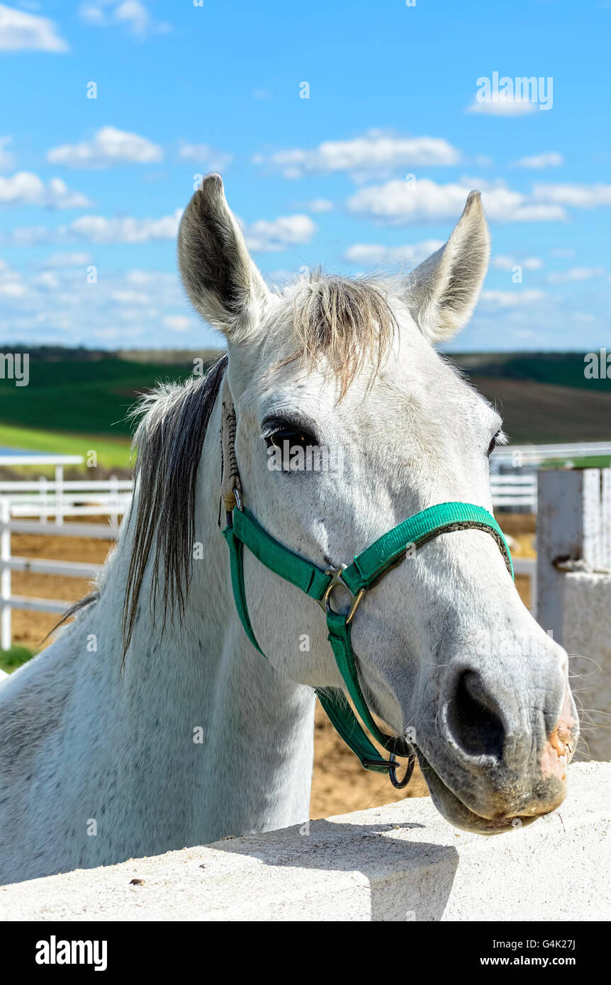 Equus ferus caballus. Beautiful white horse is looking at us, face to ...