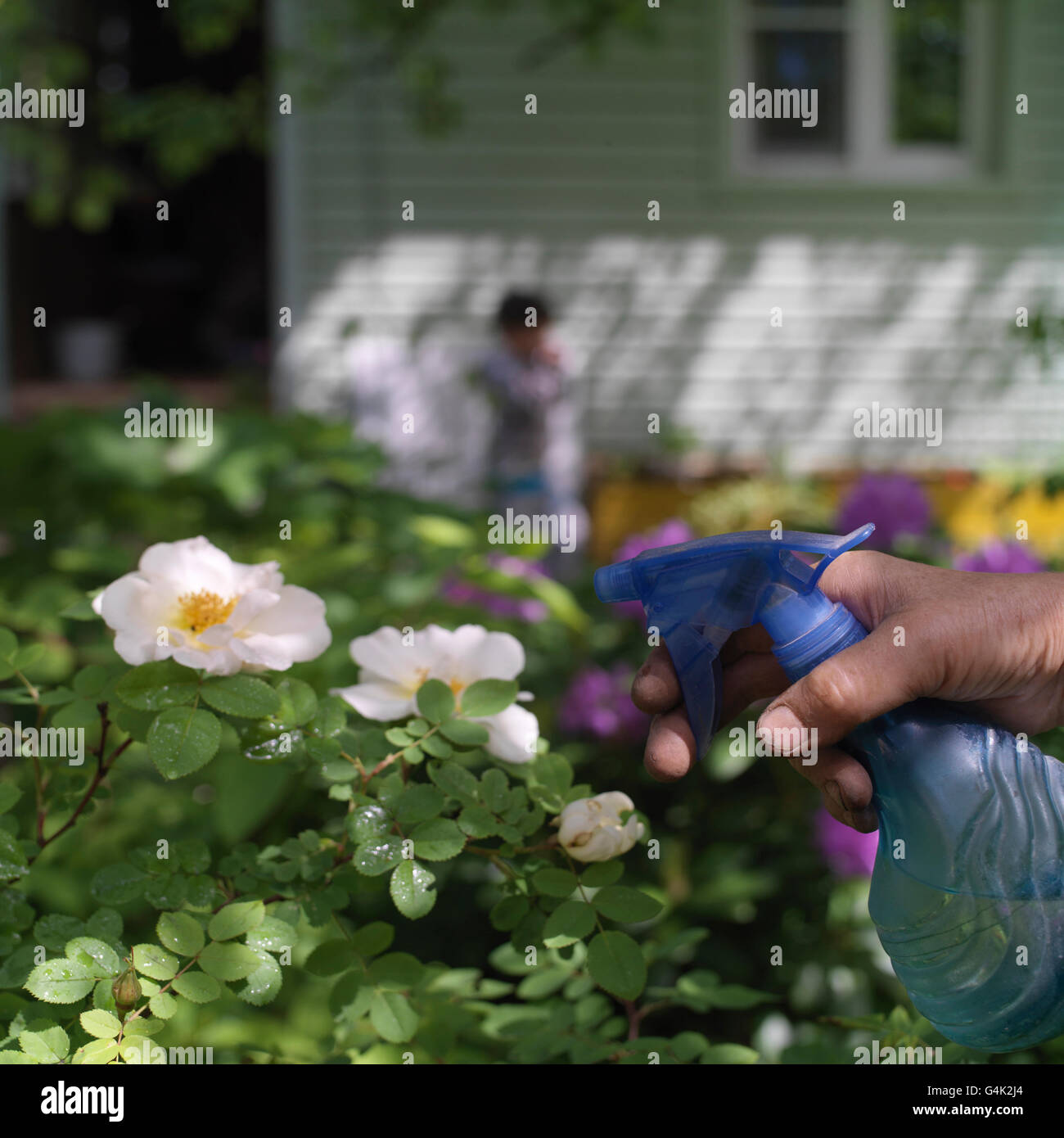 Sprinkle flowers hi-res stock photography and images - Alamy