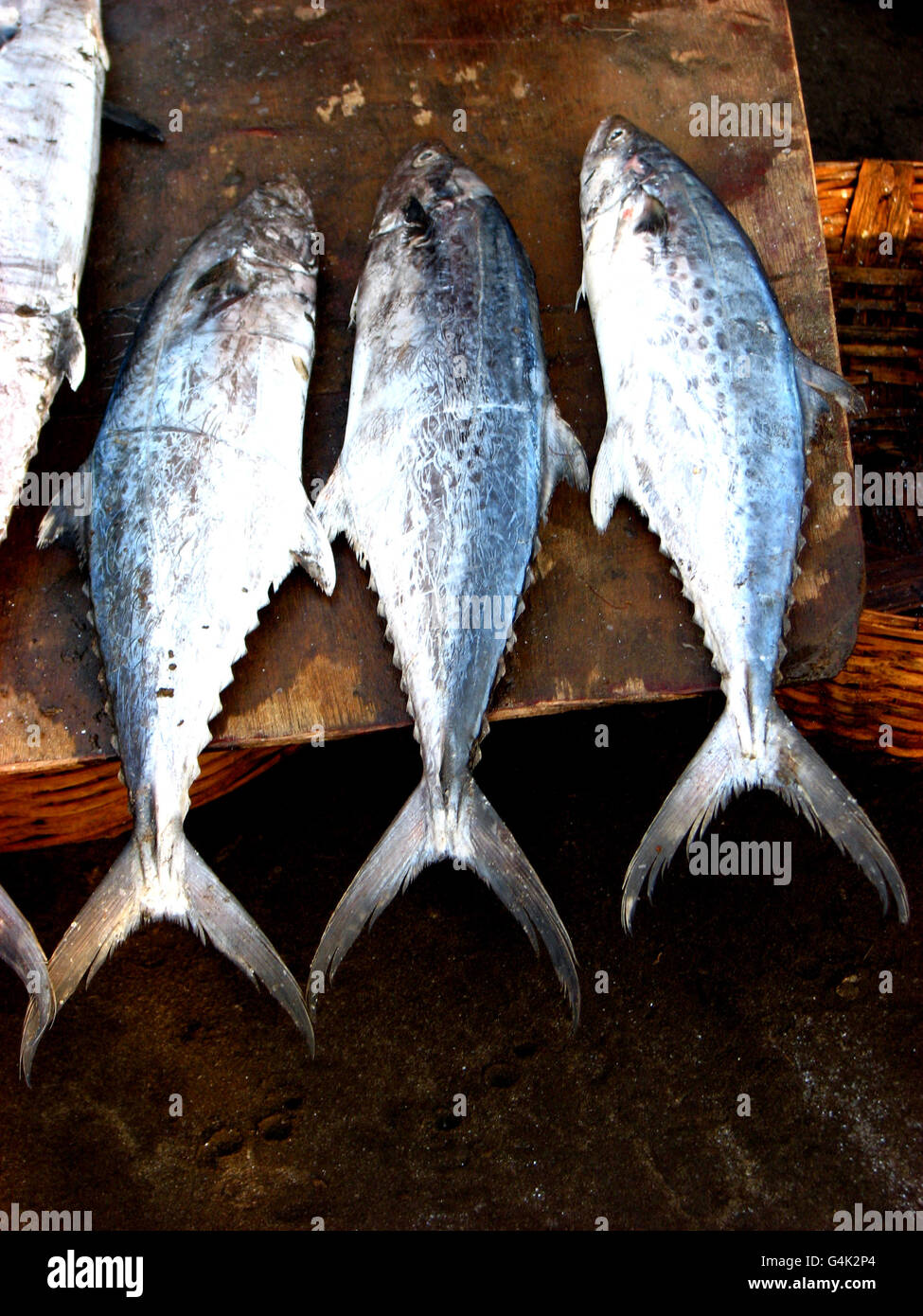 Fresh catch of fish in a market Stock Photo - Alamy