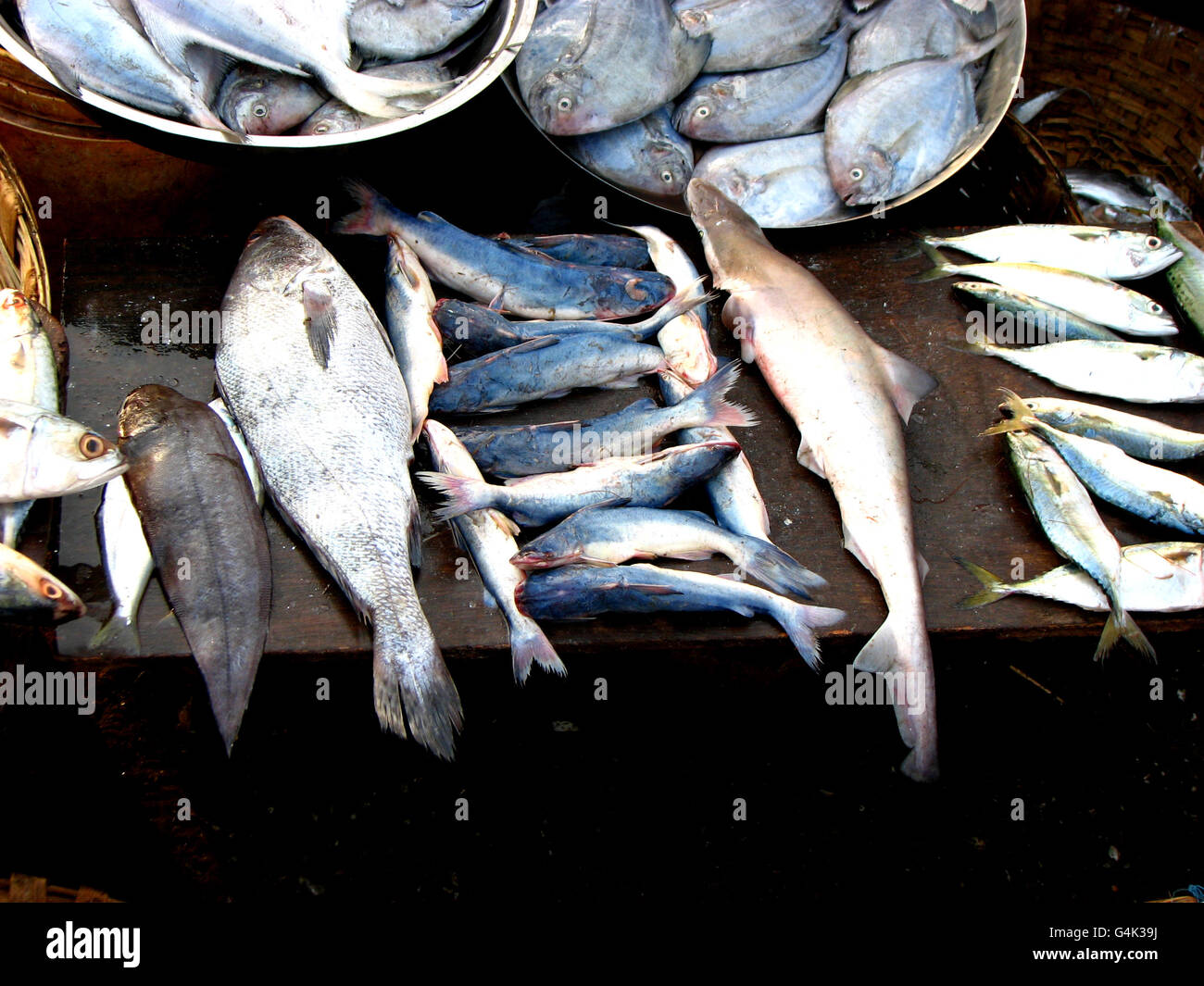 Fresh catch of fish in a market Stock Photo - Alamy