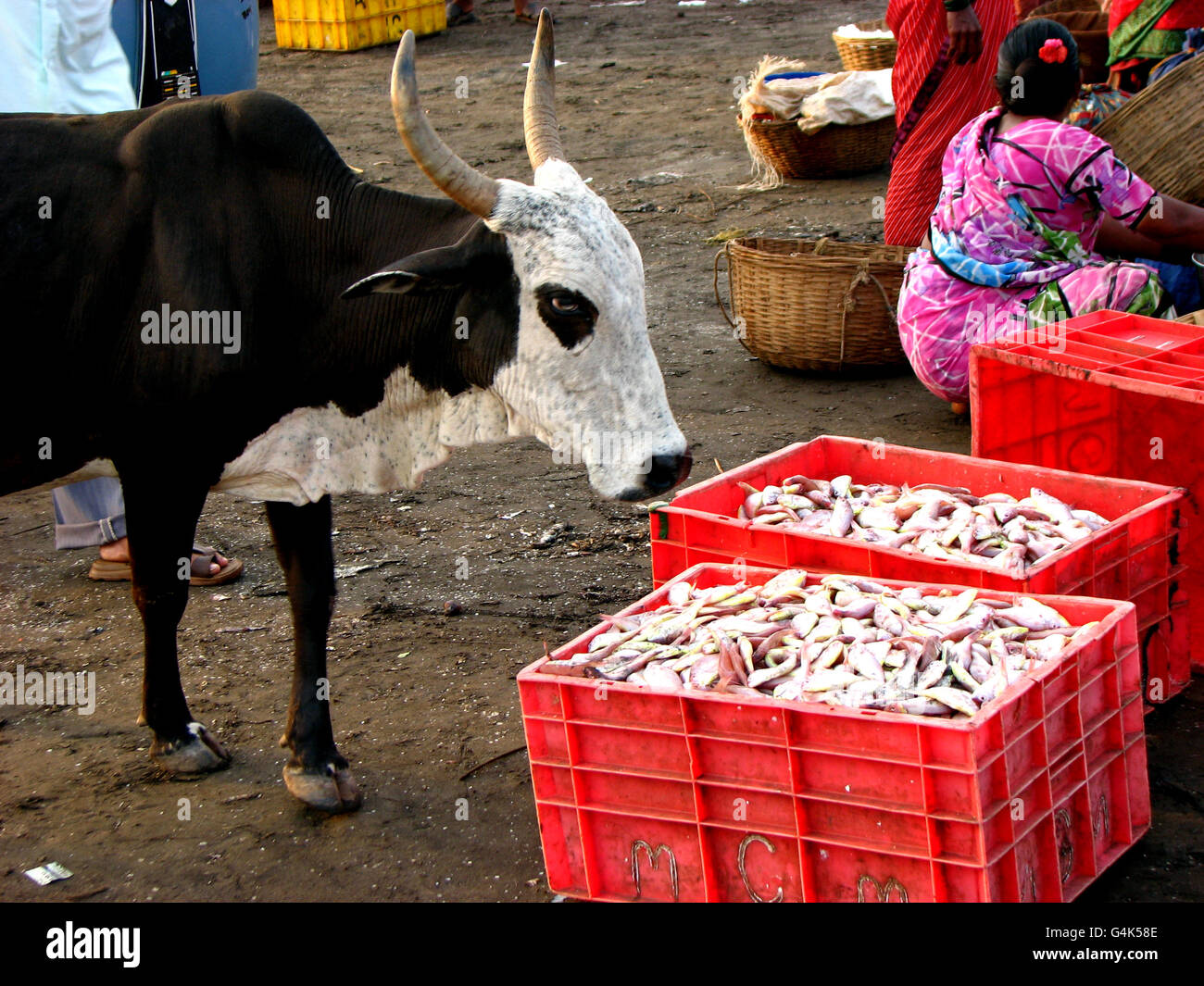 Hungry Bull eating fish in fish market Stock Photo - Alamy