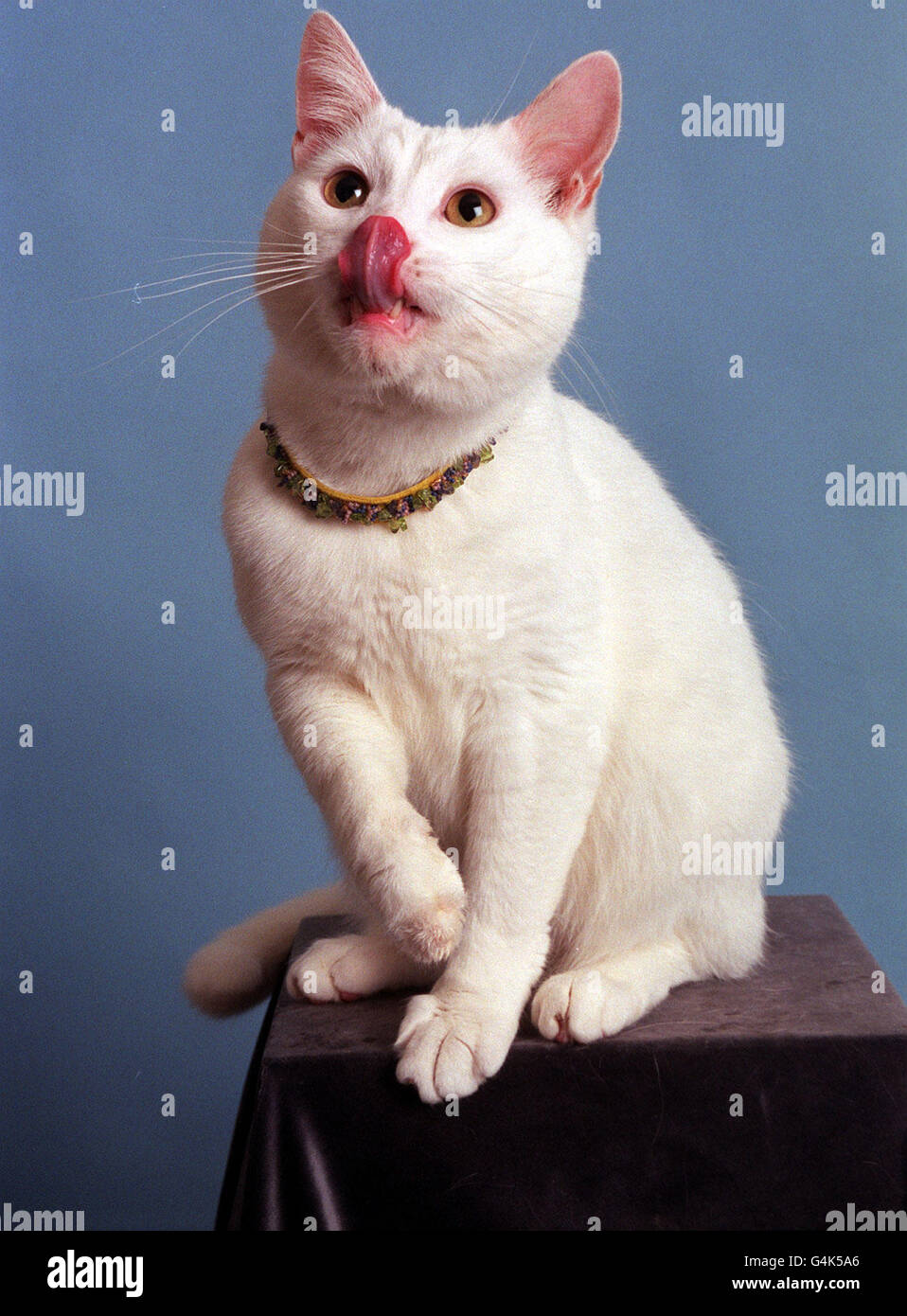 Arthur the cat hi-res stock photography and images - Alamy