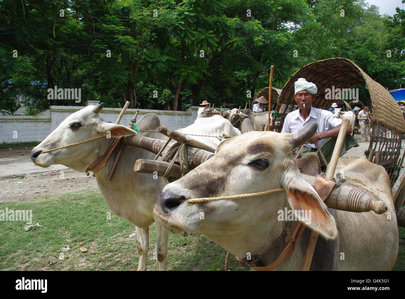 The Cheroot Smoking Buffalo Taxi Driver of Mingun Stock Photo - Alamy