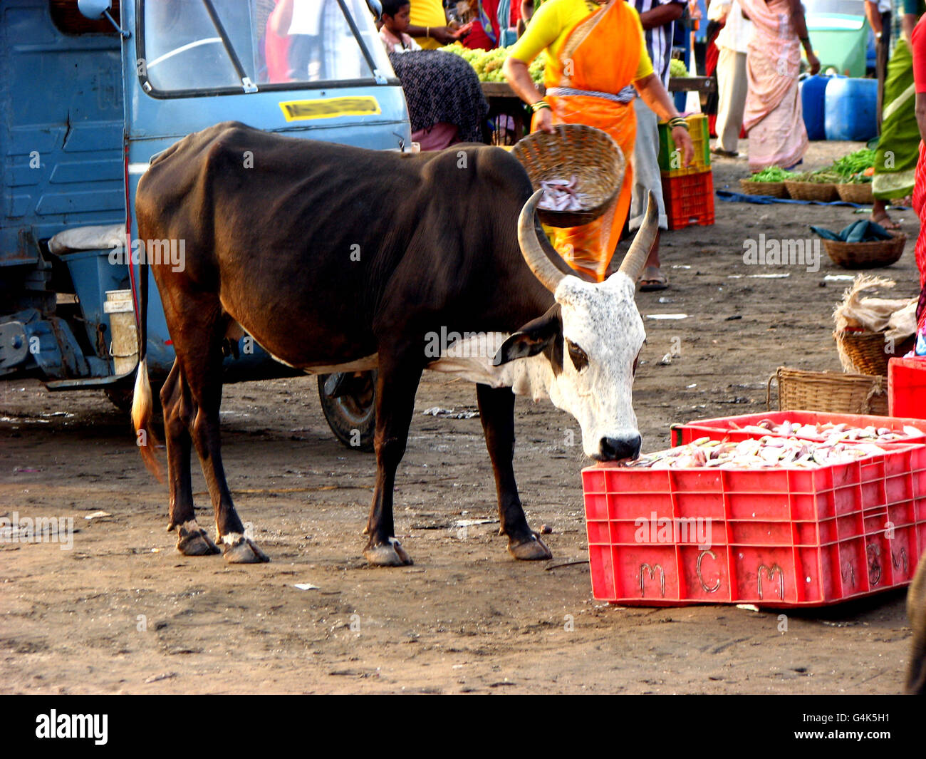 Hungry Bull eating fish in fish market Stock Photo - Alamy