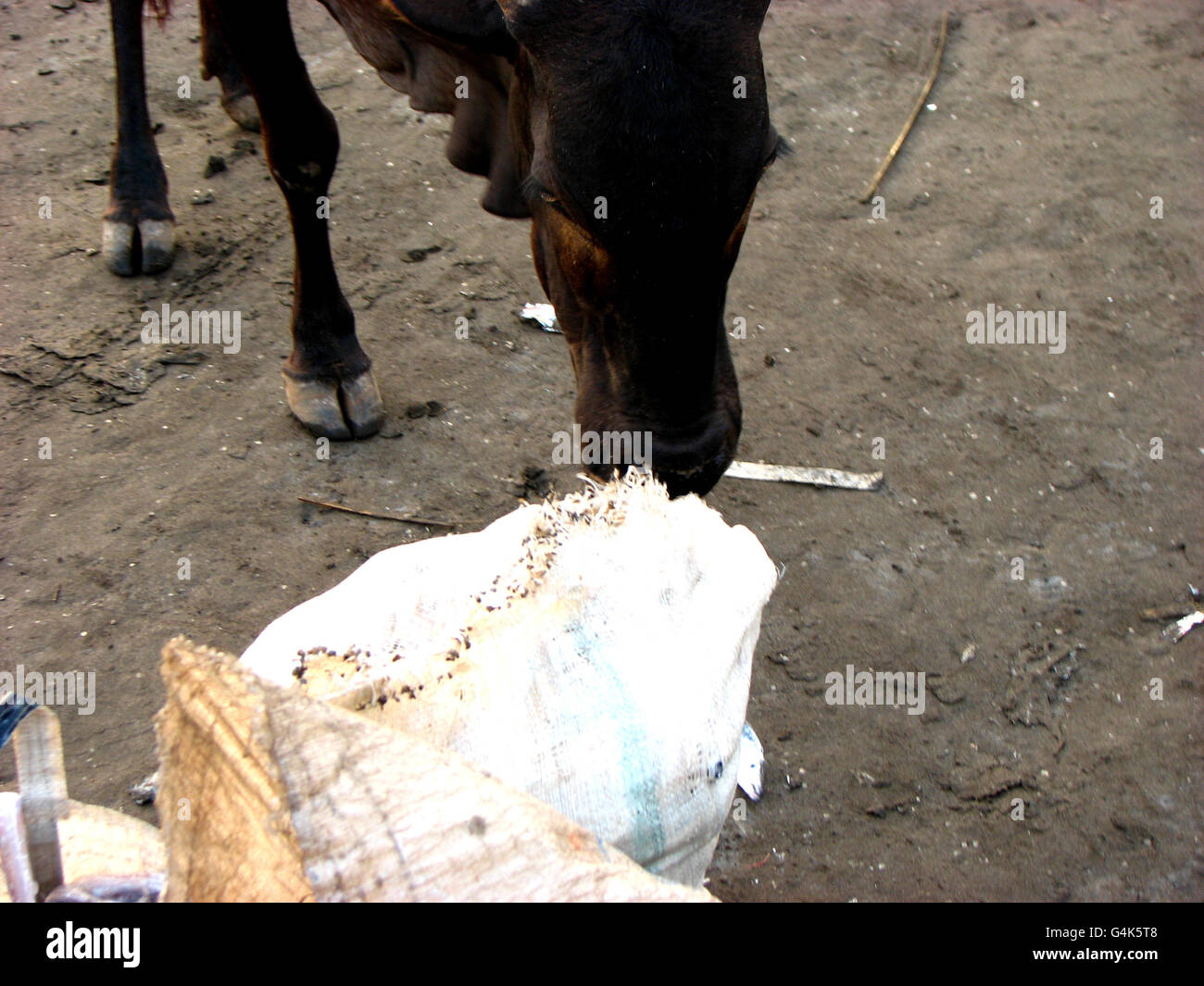 Hungry Bull eating fish in fish market Stock Photo - Alamy
