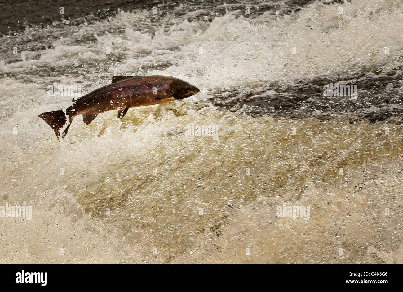 Salmon leap as they overcome obstacles to return upstream to spawn in ...