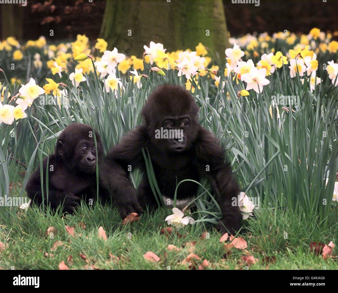 Hand-reared Lowland Gorillas Kwibi (left), four months old, and Djalta ...