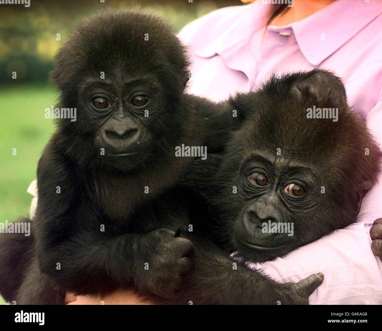 Kwibi hi-res stock photography and images - Alamy