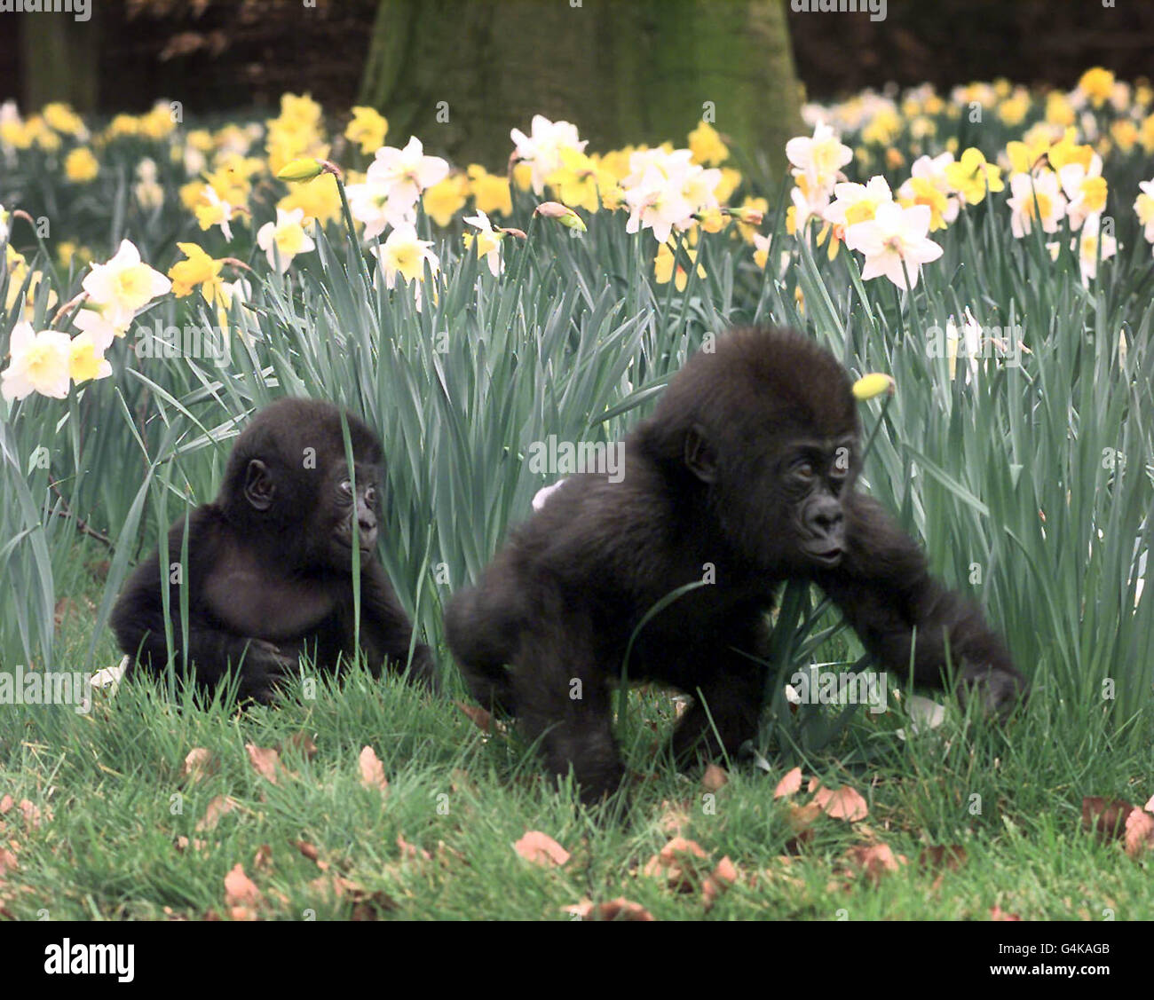 Hand reared lowland gorilla kwibi hi-res stock photography and images ...