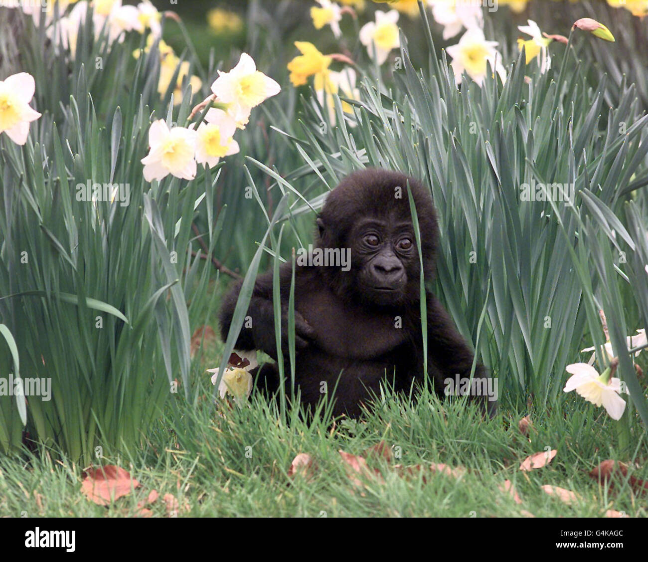 Hand-reared Lowland Gorilla Kwibi, four months old, plays among the ...