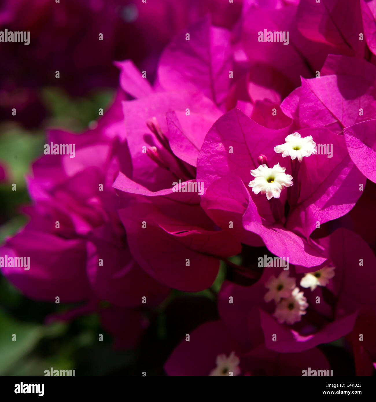 Bougainvillea paper flower in colorful color Stock Photo - Alamy