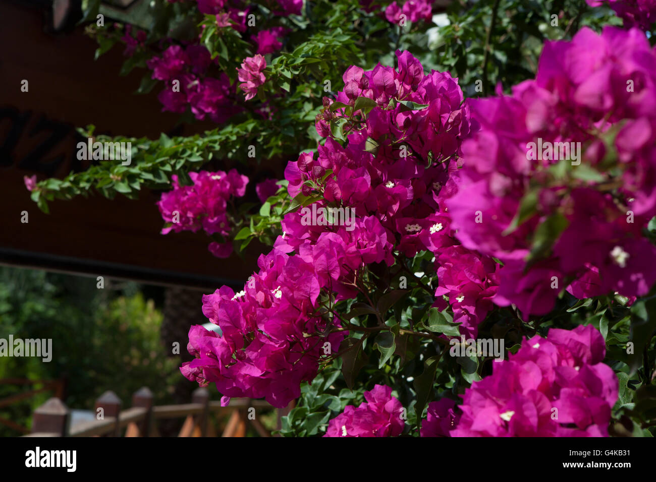 Bougainvillea paper flower in colorful color Stock Photo - Alamy
