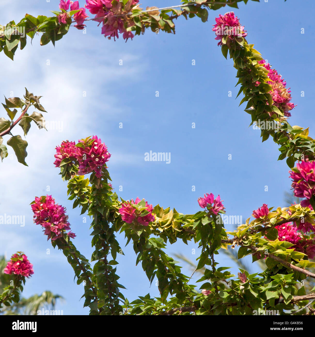 Bougainvillea paper flower in colorful color Stock Photo - Alamy