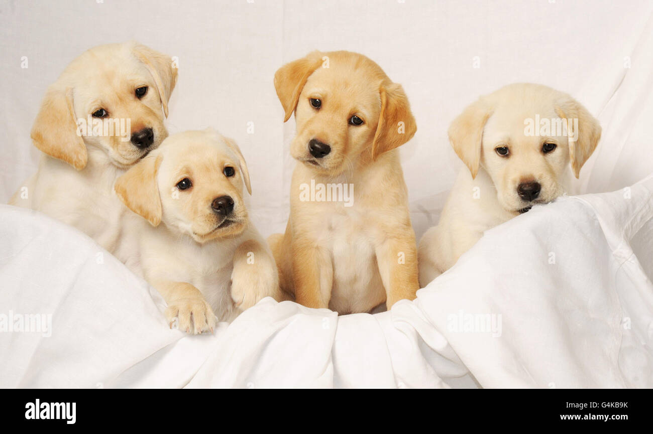 Six week old Labrador Guide dog puppies Oliver, Olwen,Opal and Onyx at ...
